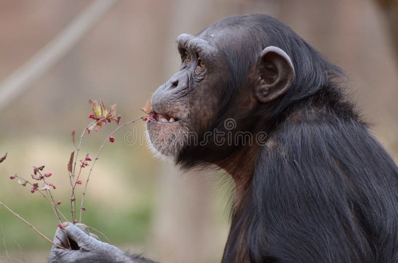 Young chimp eats berries stock photo. Image of monkey - 22653332