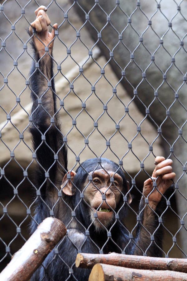 Chimp monkey in the prison stock image. Image of animal - 317993101