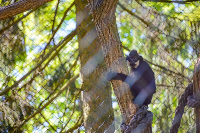 Young Chimpansee Swinging and Jumping from a Tree Stock Foto - Image of ...