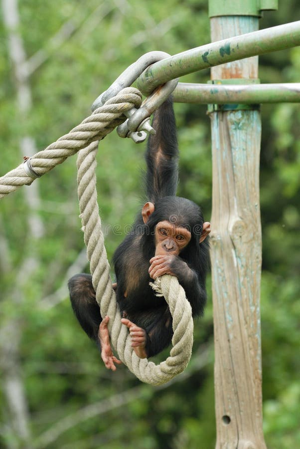 Chimpanzee Climbing On A Rope Stock Photo - Image of troglodytes ...