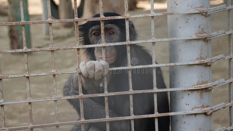 Oung Chimpanzee Behind Bars in Captivity Stock Image - Image of ...
