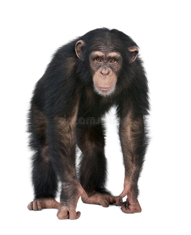 Young Chimpanzee Looking at the Camera - Simia Tro Stock Photo - Image ...
