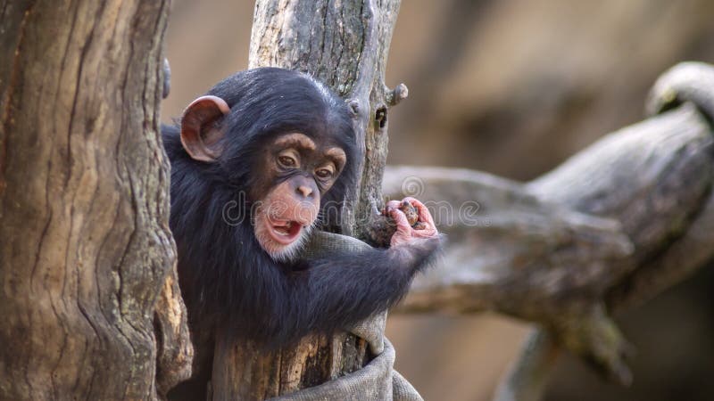 Portrait of a Cute Baby Chimpanzee in a Tree Stock Image - Image of ...