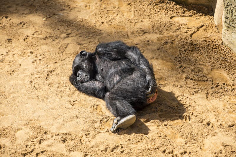 The Sleeping Cub Chimpanzee Bonobo ( Pan Paniscus) on a Breast of the ...
