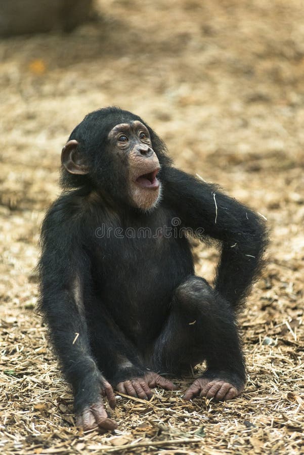 Young Chimpanzee Looks Ahead Stock Image - Image of apes, chimpanzee ...