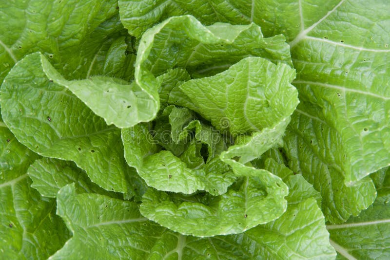 Young chinese cabbage stock photo. Image of freshness - 45401220