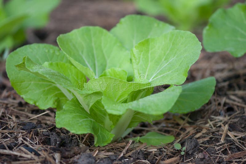 Young Chinese Cabbage in Vegetable Garden Stock Image - Image of ...