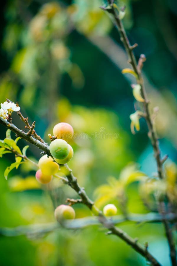 Young Chinese Plum Fruit and Plum Blossom (flower) Stock Photo - Image ...