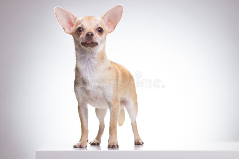 Young Chivava Standing Photos - Free & Royalty-Free Stock Photos from ...