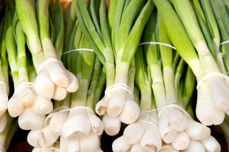 Young chives stock image. Image of salad, young, vegetable - 32184935