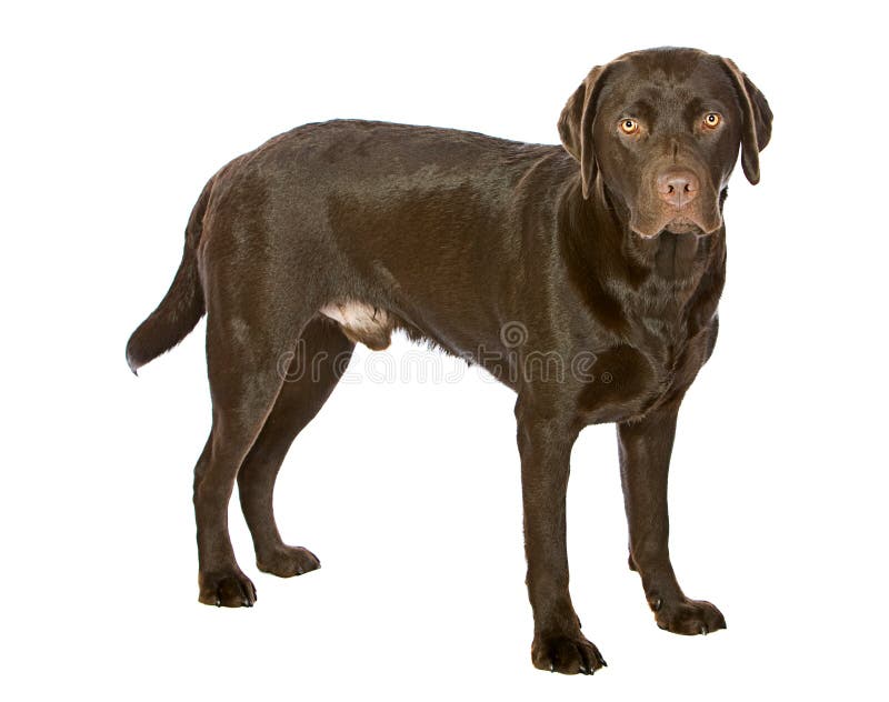 Young Chocolate Labrador Puppy Stock Image - Image of light, portrait ...