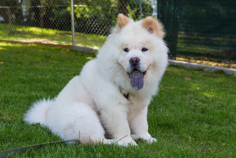 Young Chow-chow in a Retro Room Stock Photo - Image of staring, animal ...