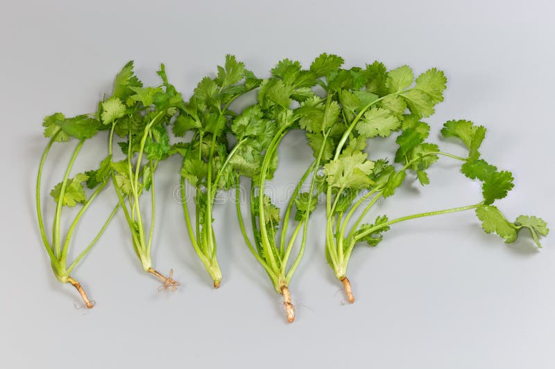 Young Cilantro Stems with Roots on a Gray Background Stock Photo ...