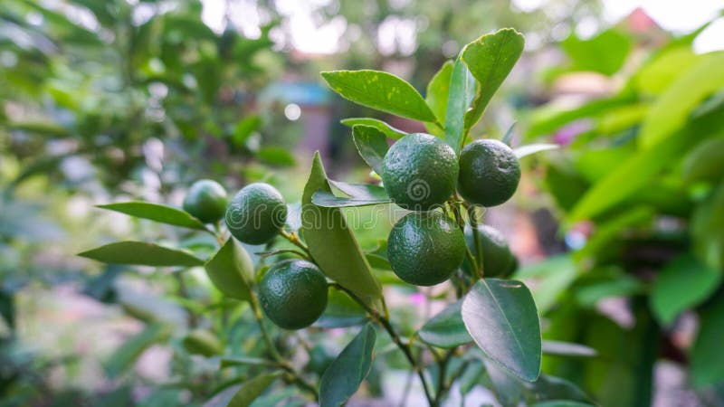 Young Citrus Microcarpa on the Tree. Lemon Cui. Lemon Cina. Stock Photo ...