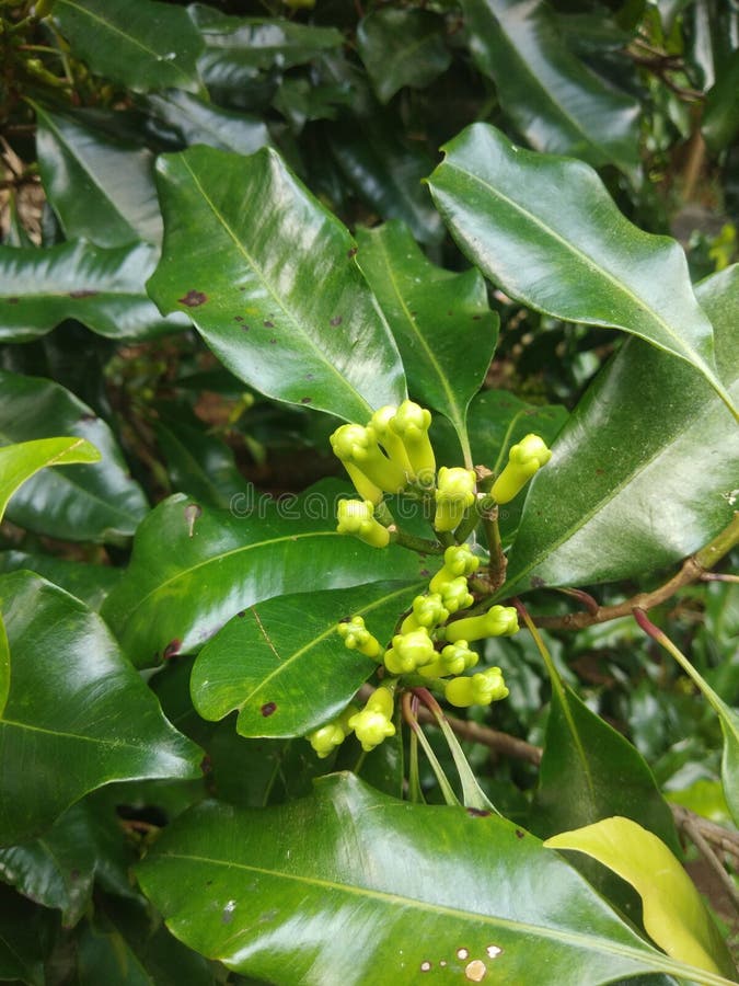 Young clove leaves stock photo. Image of young, leaves - 238784540
