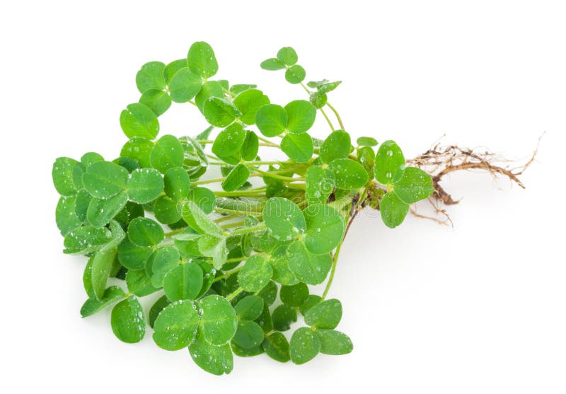 Four leaf clover stock photo. Image of irish, white, clover - 32228302