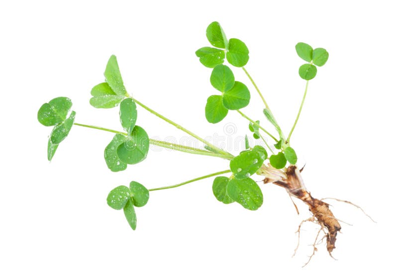 Four leaf clover stock photo. Image of luck, closeup - 32228302