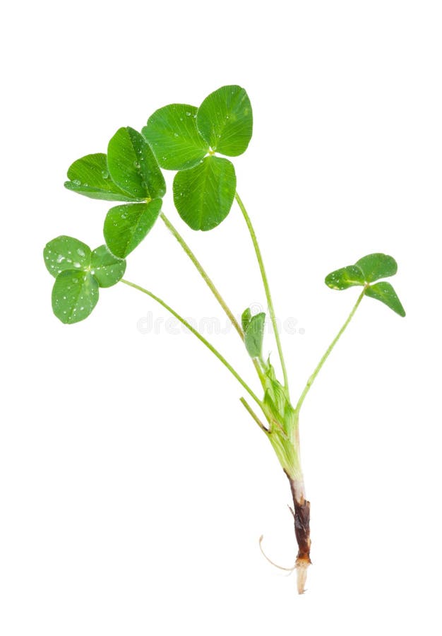 Four leaf clover stock photo. Image of irish, white, clover - 32228302