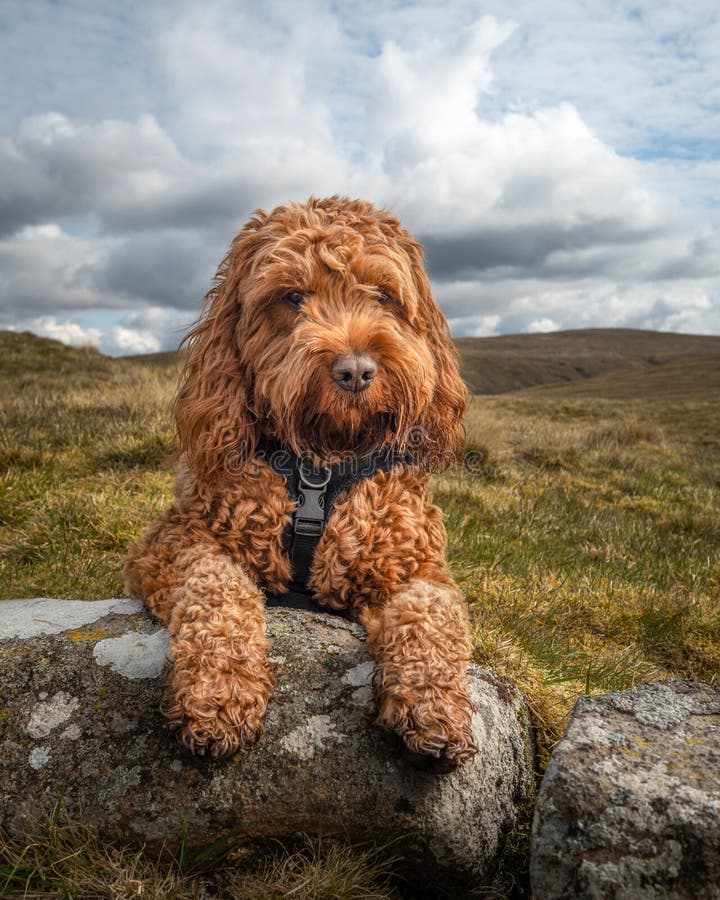 Cockapoo lying on a rock stock image. Image of domestic - 218538147