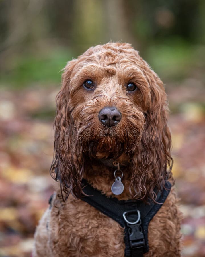 A Young Cockapoo Dog Sitting Attentively for Its Owner Stock Photo ...