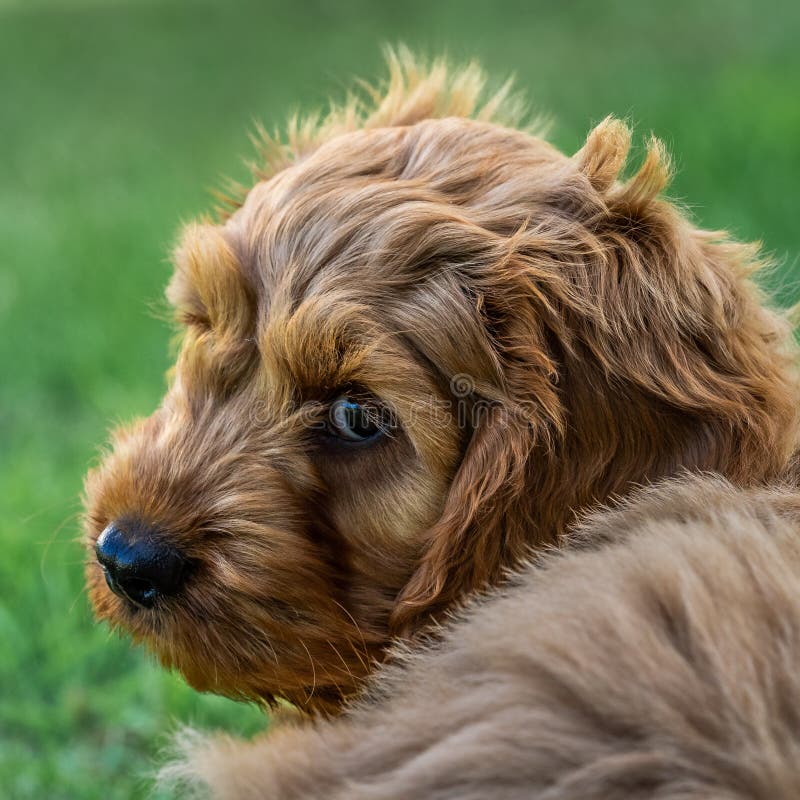 Red Cockapoo Puppy Lying Down in Garden Stock Photo - Image of animal ...