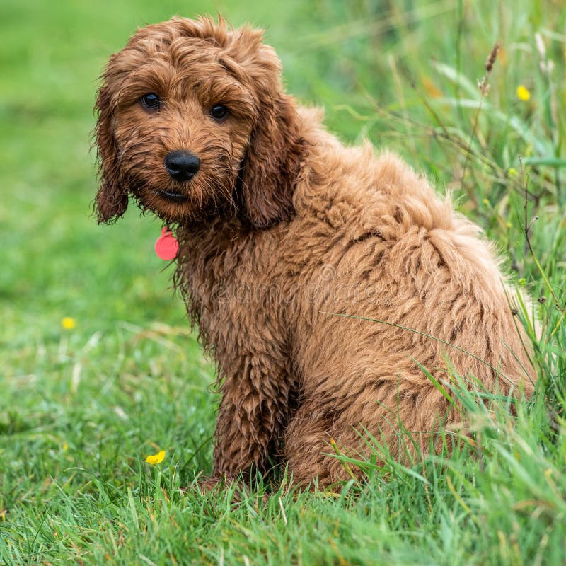 Red Cockapoo Puppy First Walks in Garden Stock Image - Image of canine ...