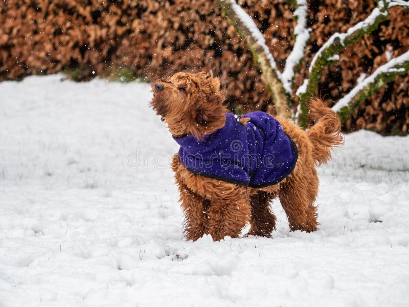 Young Cockapoo Playing in the Snow Stock Image - Image of beautiful ...