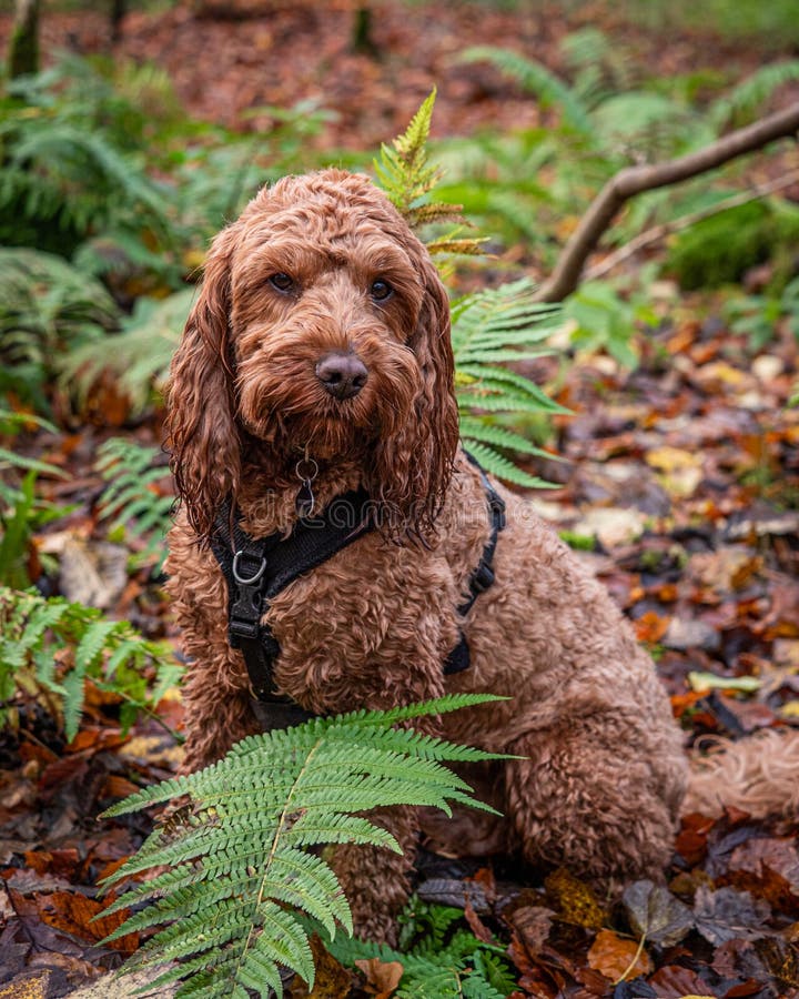 Cockapoo Sitting in a Patch of White Trilliums Stock Photo - Image of ...