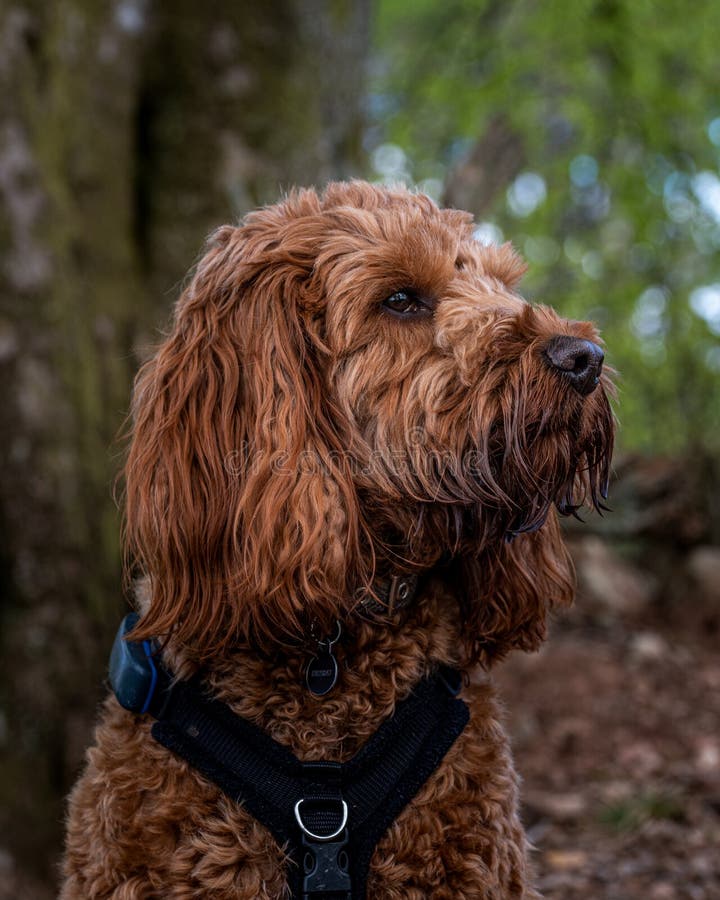 Cockapoo Sitting in a Patch of White Trilliums Stock Photo - Image of ...