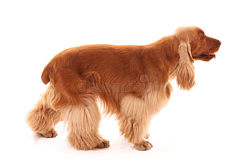 Side View of Fat Basset Hound Dog Stock Image - Image of legs, profile ...