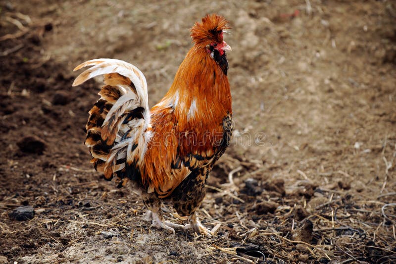 Young Cockerel of Pavlov Breed Crowing Stock Photo - Image of poultry ...