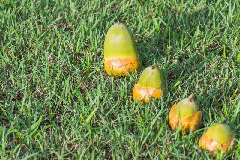 Young cocnut stock image. Image of food, beautiful, coconut - 55798249