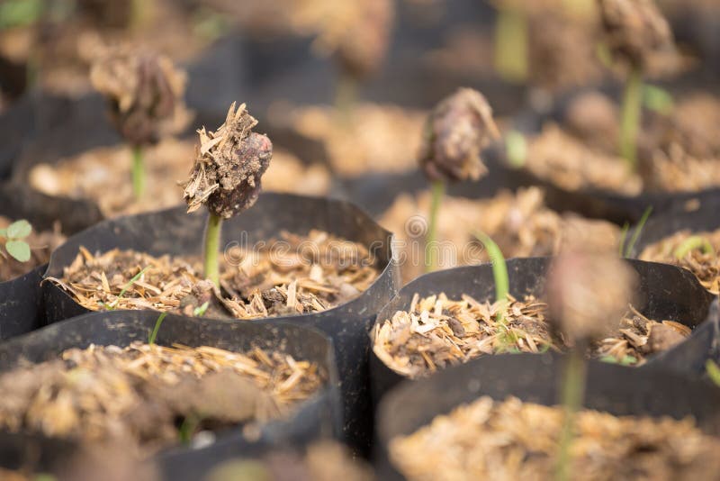 Young Cocoa Tree Growing on the Farm Stock Photo - Image of leaf ...