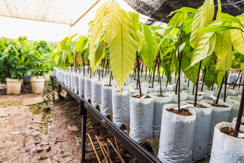 Young Cocoa Tree in Nursery Stock Image - Image of harvest, little ...