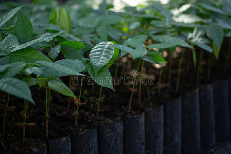 Young Cocoa Trees is Growing in Black Bag on the Farm Stock Photo ...
