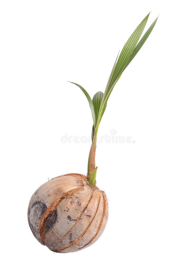 Young coconut stock photo. Image of grow, cocoa, clean - 20386590