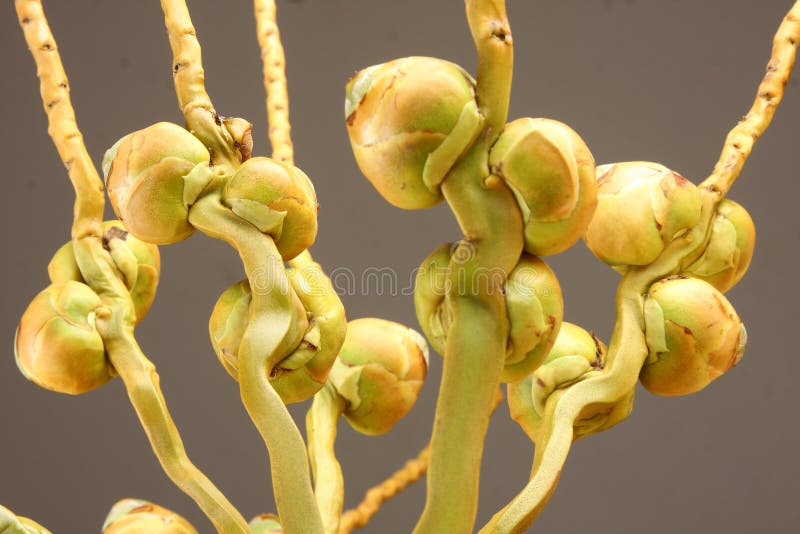 Young Coconut branch stock image. Image of fruit, background - 47031151