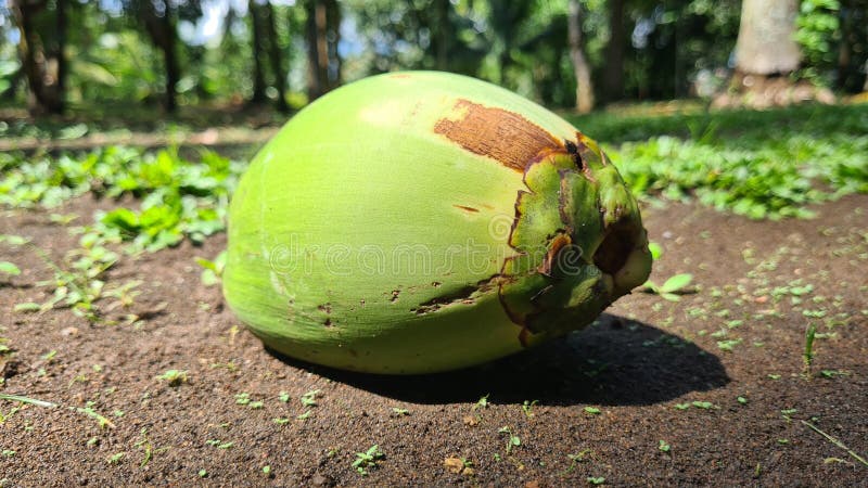 A Young Coconut that Falls from the Tree Stock Photo - Image of leaf ...