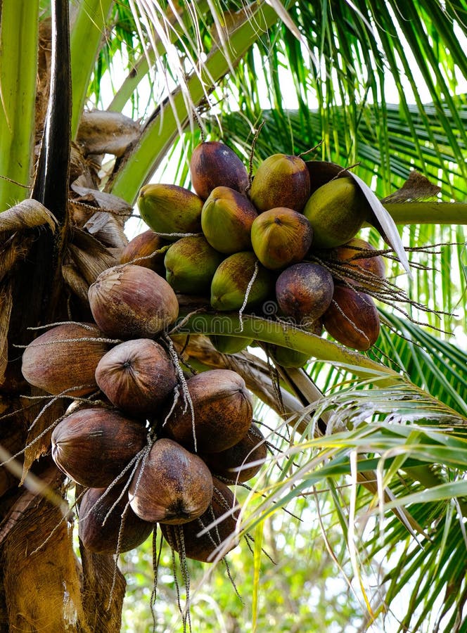 Young Coconut and Old Coconut Coconut Trees. Stock Image - Image of ...