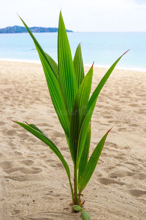 A Young Coconut Palm Sprout on the Sand by the Sea in the Tropics Stock ...