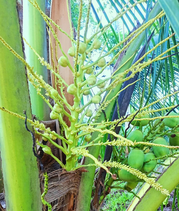 Young Coconut on the Palm Tree, Coconut Flower on Plant Freshness ...