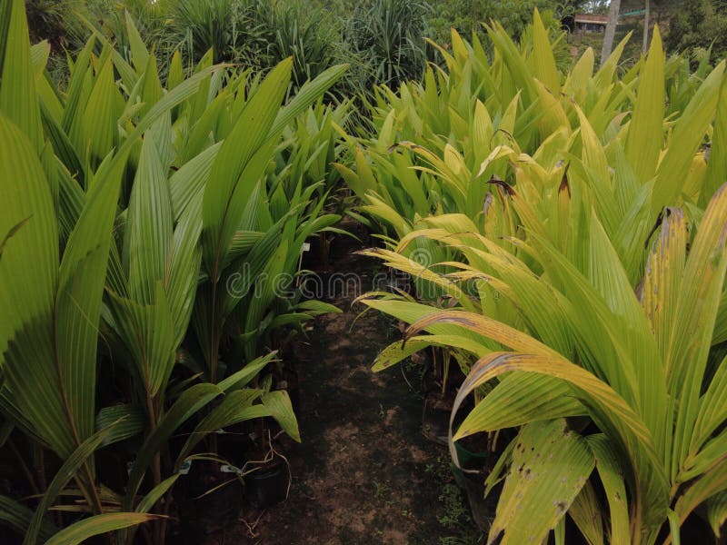Young Coconut Plants in a Nursery Stock Image - Image of flower, food ...