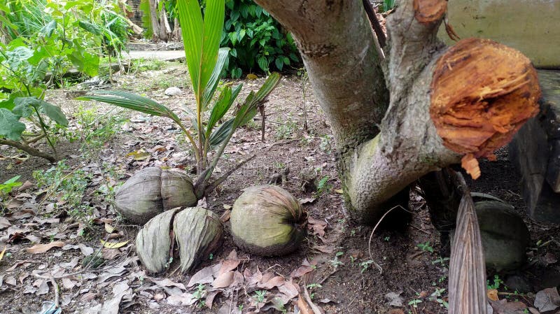 Young Coconut Shoots in Forest at Rain Stock Photo - Image of shoot ...
