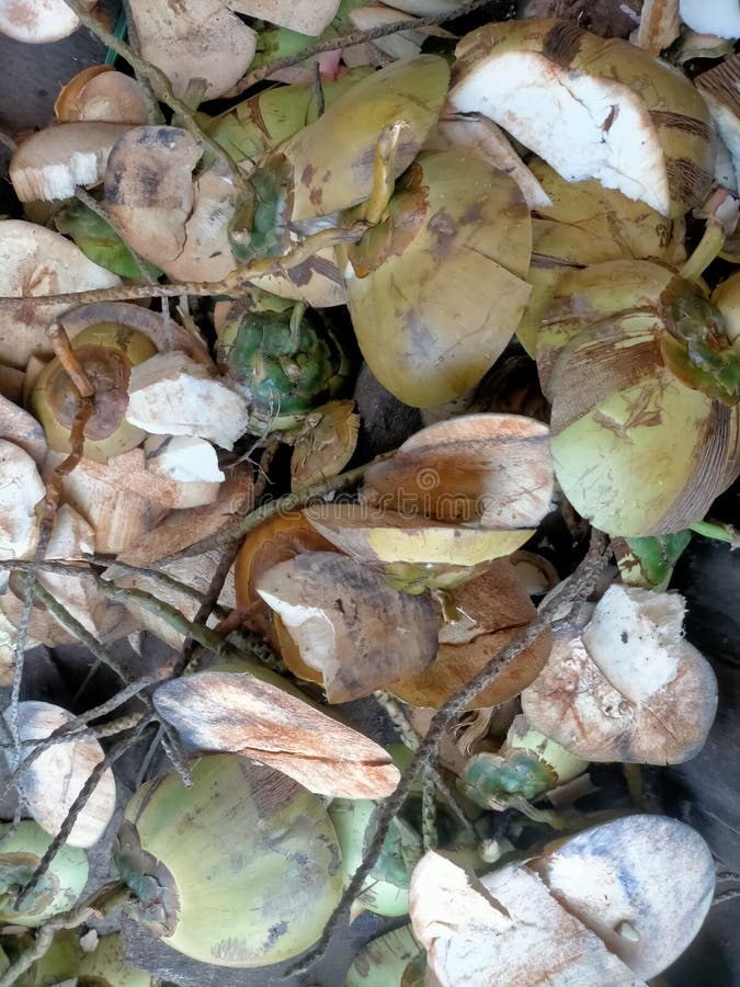 Young Coconut Skin Take from Top View Stock Photo - Image of mushroom ...