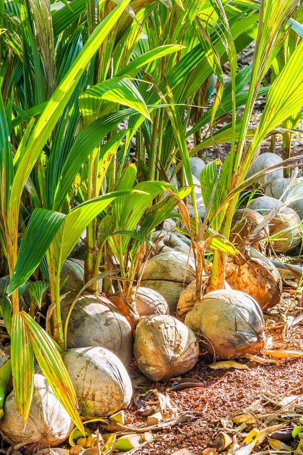 Young Coconut Tree Seed Germination Green Leave Pop Out of the Coconut ...