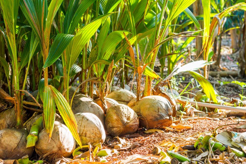 Young Coconut Tree Seed Germination Green Leave Pop Out of the Coconut ...