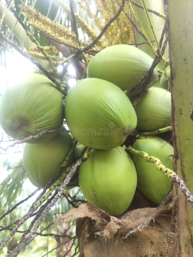 6,813 Coconut Tree Small Stock Photos - Free & Royalty-Free Stock ...