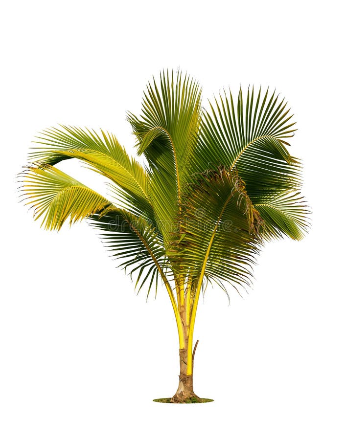 Small Coconut Palm Tree Seedling Isolate Stock Image - Image of growth ...