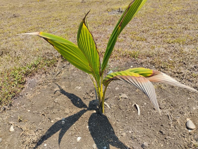 Young coconut trees stock photo. Image of leaf, sunlight - 293133060