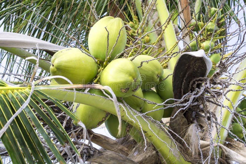 Young coconuts stock photo. Image of healthy, nature - 37693844